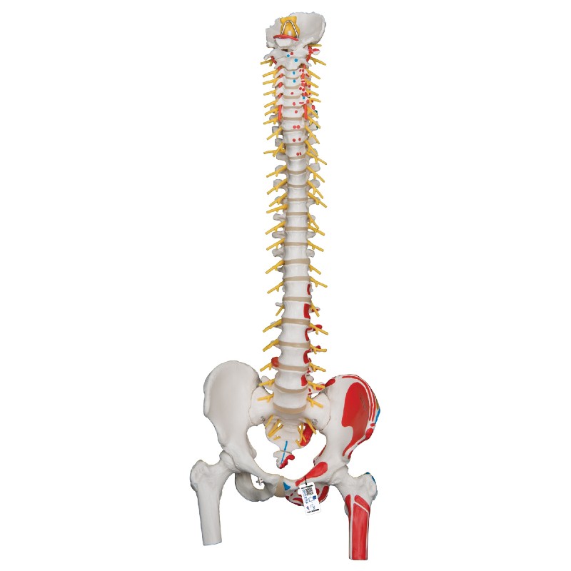 Deluxe Flexible Spine Model | Health and Care
